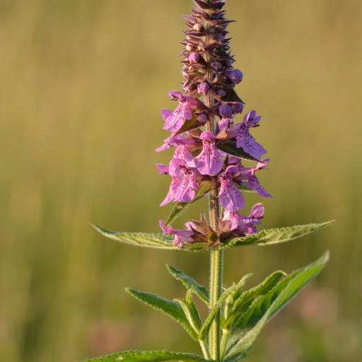 Marsh Woundwort (Stachys Palustris) Plant Care & How to Grow, Water