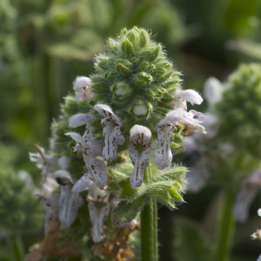Shortspike Hedgenettle (Stachys Pycnantha) Plant Care & How to Grow, Water