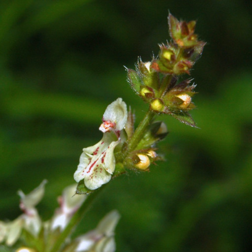 Perennial Yellow Woundwort (Stachys Recta) Plant Care & How to Grow, Water