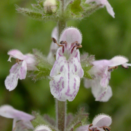 Rough Hedgenettle (Stachys Rigida) Plant Care & How to Grow, Water