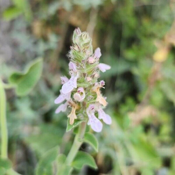 Stachys Spectabilis Plant Care & How to Grow, Water