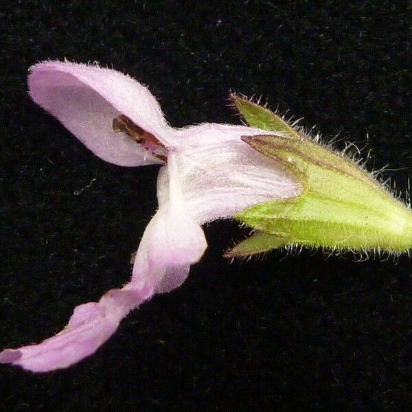 Stachys Splendens Plant Care & How to Grow, Water