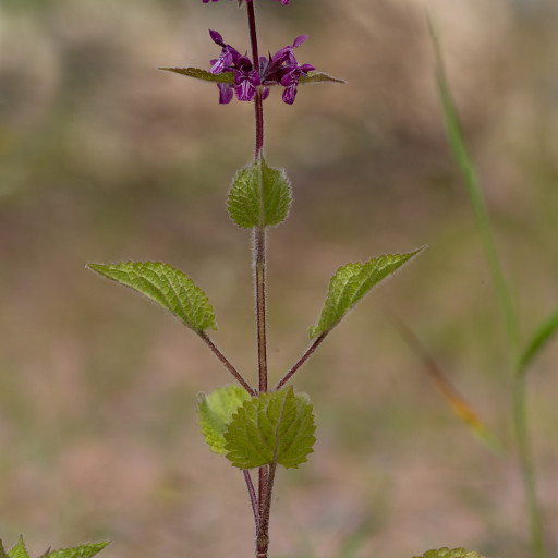 Hedge Woundwort (Stachys Sylvatica) Plant Care & How to Grow, Water