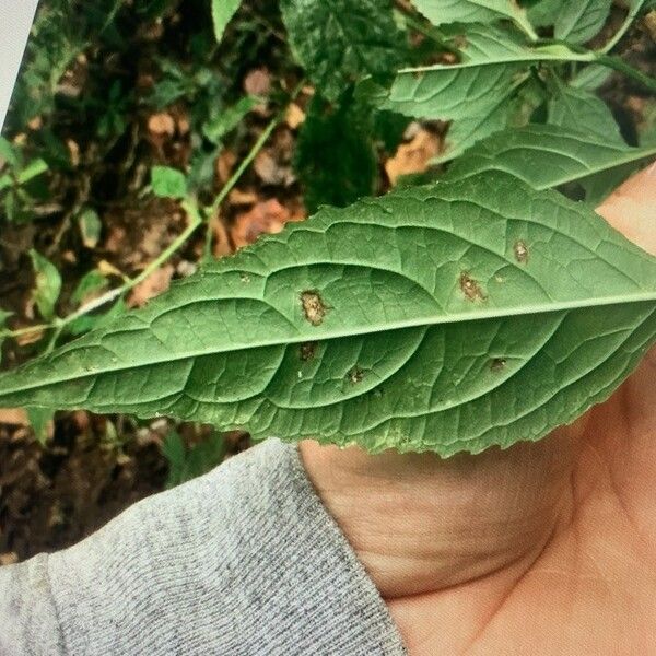 Smooth Hedge-Nettle (Stachys Tenuifolia) Care Guide: Water, Soil ...