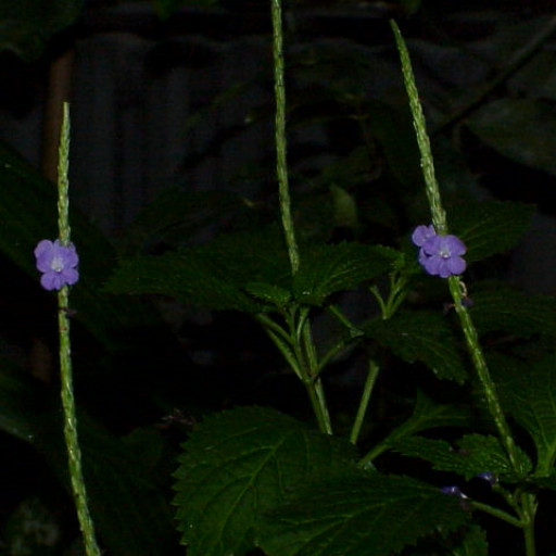 Light-Blue Snakeweed (Stachytarpheta Jamaicensis) Plant Care & How to ...