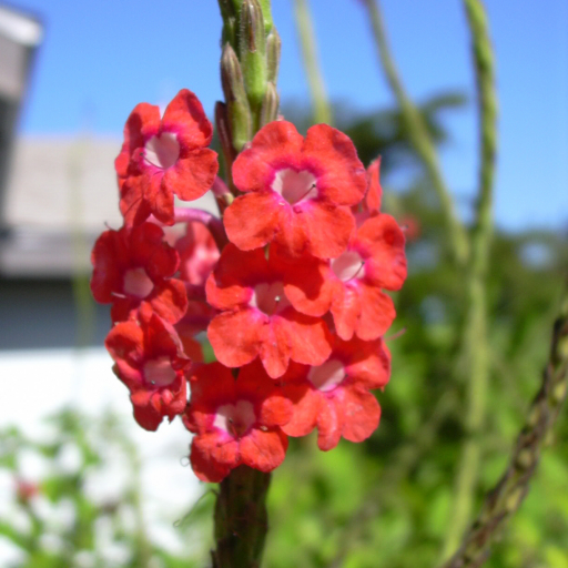 Coral Porterweed (Stachytarpheta Mutabilis) Plant Care & How to Grow, Water