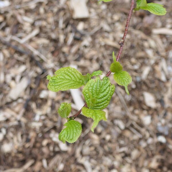 Stachyurus Retusus Care Guide: Water, Soil & Propagation - Plantiary