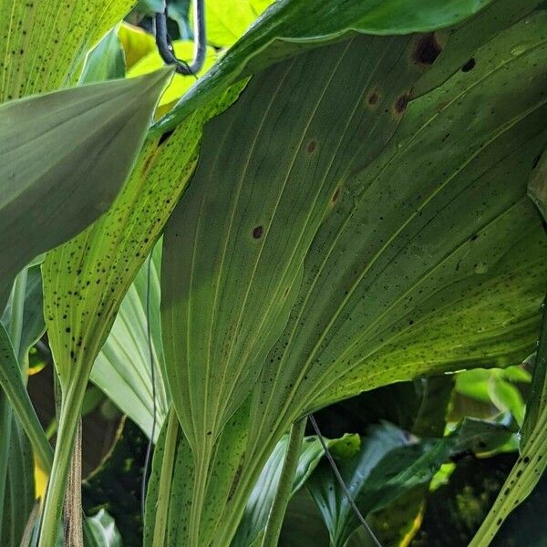 Stanhopea Panamensis Care Guide: Water, Soil & Propagation - Plantiary