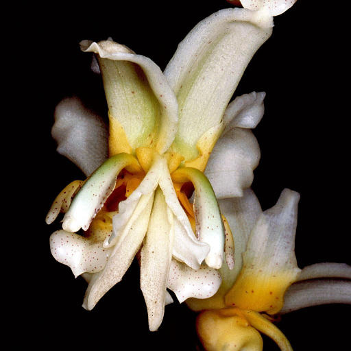 Stanhopea Pseudoradiosa Plant Care & How to Grow, Water