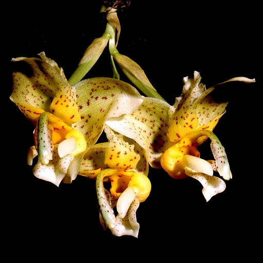Stanhopea Radiosa Care Guide: Water, Soil & Propagation - Plantiary