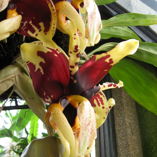 Stanhopea Orchid (Stanhopea Tigrina) Care Guide: Water, Soil ...