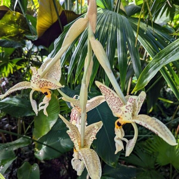Stanhopea Whittenii Care Guide: Water, Soil & Propagation - Plantiary