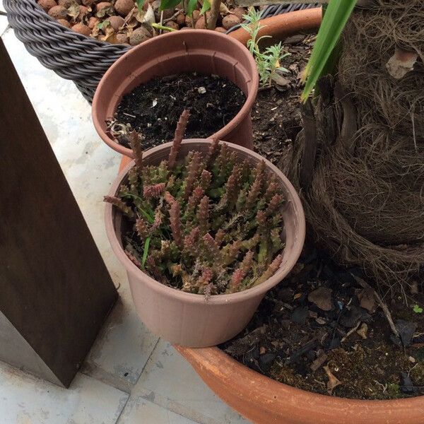 Stapelia Acuminata Plant Care & How to Grow, Water