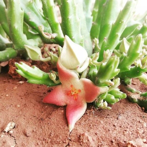 Stapelia Divaricata Plant Care & How to Grow, Water