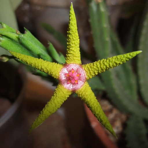 Stapelia Flavopurpurea Plant Care & How to Grow, Water
