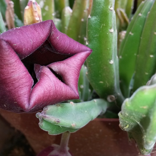Stapelia Leendertziae Plant Care & How to Grow, Water