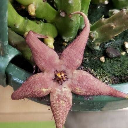 Stapelia Schinzii Plant Care & How to Grow, Water