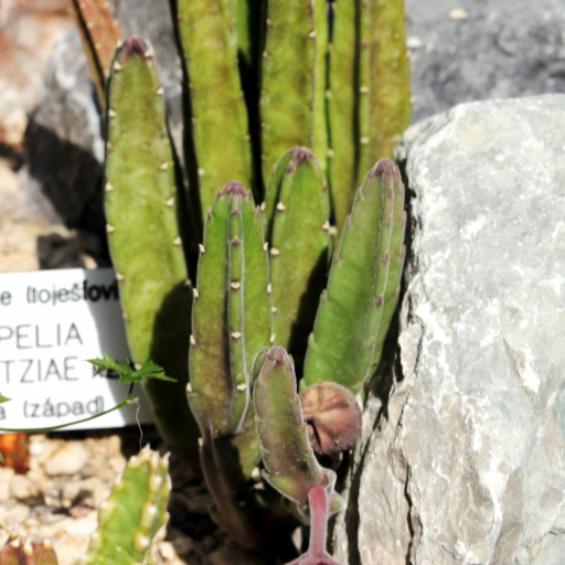 Star Flower (Stapelia) Plant Care & How to Grow, Water