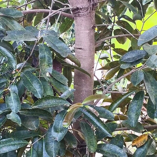 Staphylea Cochinchinensis Plant Care & How to Grow, Water