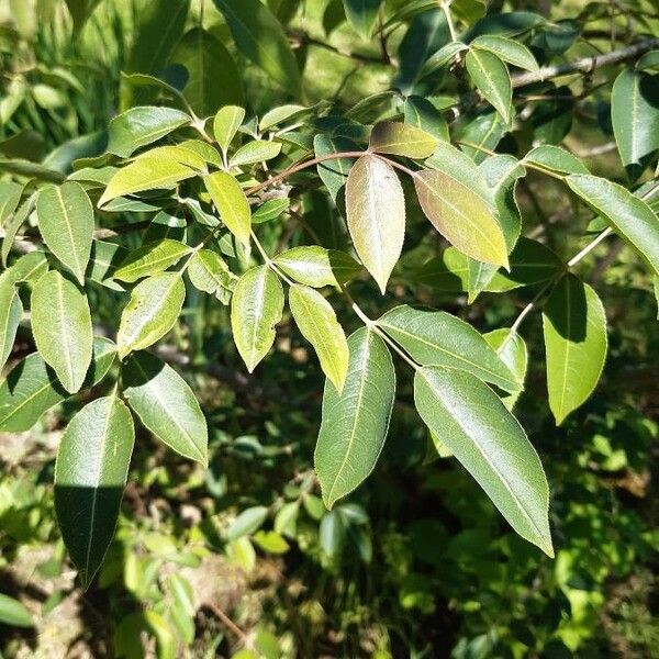 Chinese Bladdernut (Staphylea Holocarpa) Plant Care & How to Grow, Water