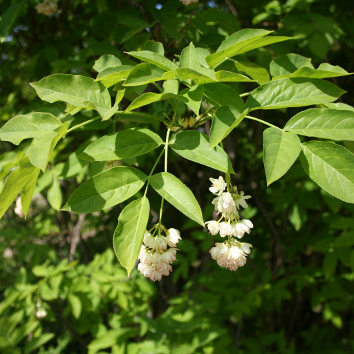 Common Velvet Grass (Holcus Lanatus) Plant Care & How to Grow, Water