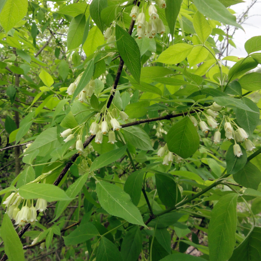 American Bladdernut (Staphylea Trifolia) Plant Care & How to Grow, Water