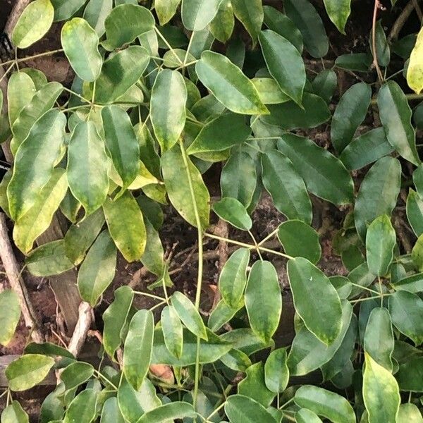 Sixleaves Stauntonvine (Stauntonia Obovatifoliola) Plant Care & How to ...