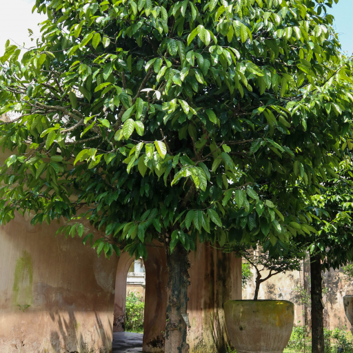 Burahol (Stelechocarpus Burahol) Plant Care & How to Grow, Water