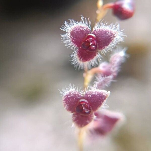 Stelis Ciliaris Care Guide: Water, Soil & Propagation - Plantiary