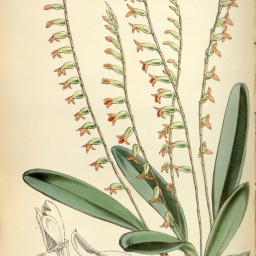 Stelis Emarginata Plant Care & How to Grow, Water