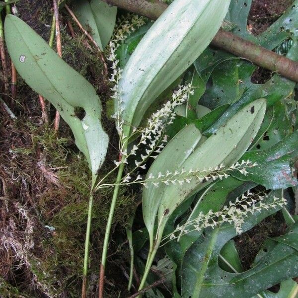 Flor De Llanten (Stelis Gelida) Plant Care & How to Grow, Water
