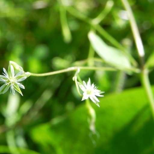 Bog Chickweed (Stellaria Alsine) Plant Care & How to Grow, Water