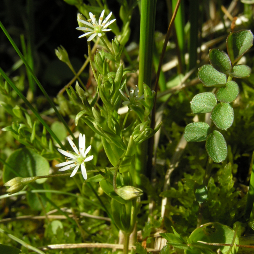 Fleshy Starwort (Stellaria Crassifolia) Plant Care & How to Grow, Water