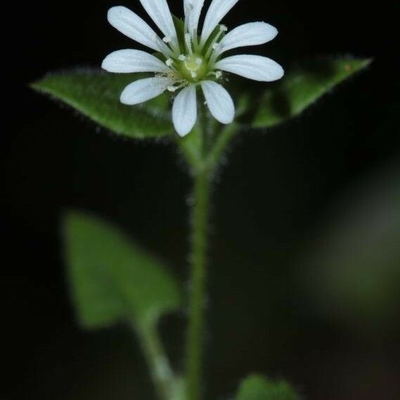 Mexican Starwort (Stellaria Cuspidata) Plant Care & How to Grow, Water