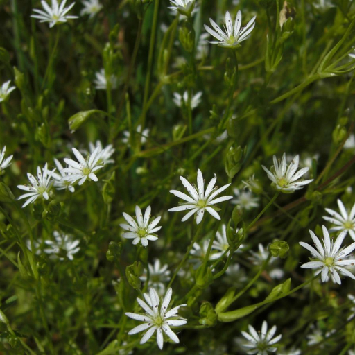 Long-Leaf Starwort (Stellaria Longifolia) Plant Care & How to Grow, Water