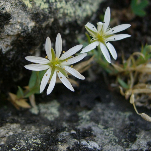 Longstalk Starwort (Stellaria Longipes) Plant Care & How to Grow, Water