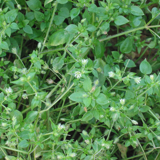 Chickweed (Stellaria Media) Plant Care & How to Grow, Water