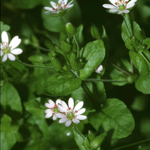 Greater Chickweed (Stellaria Neglecta) Plant Care & How to Grow, Water