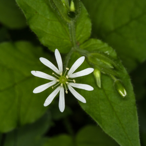 Wood Stitchwort (Stellaria Nemorum) Plant Care & How to Grow, Water