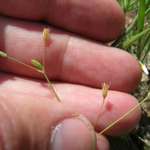 Shining Chickweed (Stellaria Nitens) Plant Care & How to Grow, Water