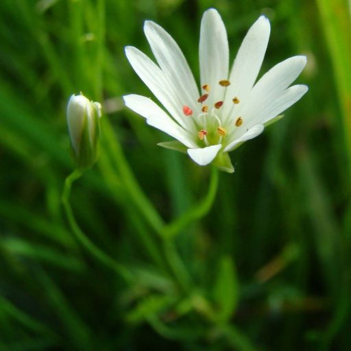 Marsh Stitchwort (Stellaria Palustris) Plant Care & How to Grow, Water