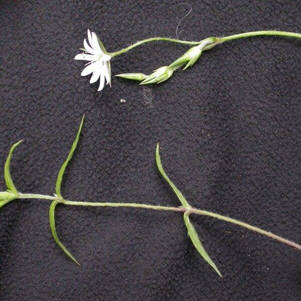 Stellaria Patens Plant Care & How to Grow, Water