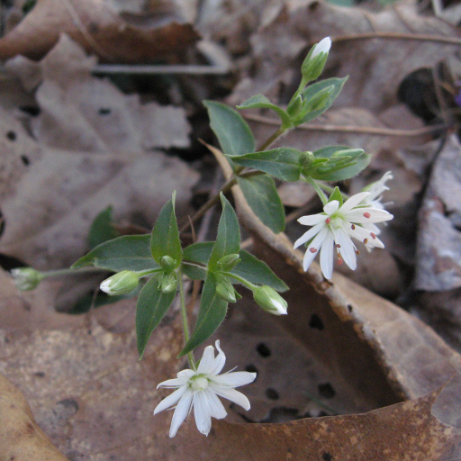 Star Chickweed (Stellaria Pubera) Plant Care & How to Grow, Water
