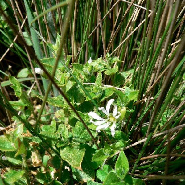 Stellaria Recurvata Plant Care & How to Grow, Water