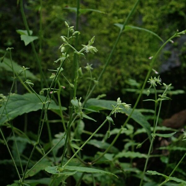 Stellaria Williamsiana Plant Care & How to Grow, Water