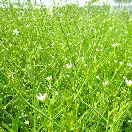 Stellaria Yunnanensis Plant Care & How to Grow, Water