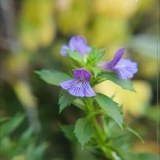 Stemodia Tetragona Plant Care & How to Grow, Water