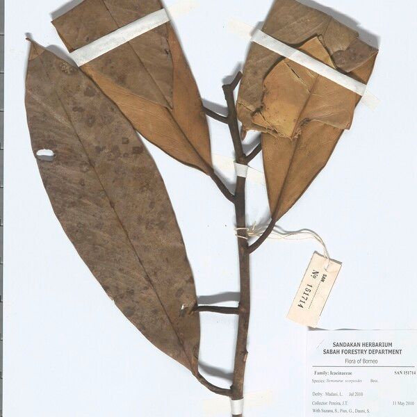 Stemonurus Scorpioides Plant Care & How to Grow, Water