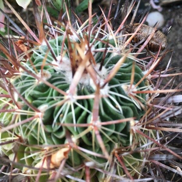 Stenocactus Lamellosus Plant Care & How to Grow, Water