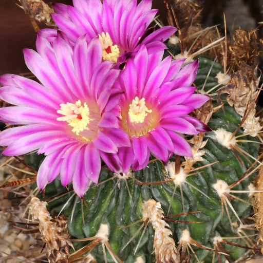Brain Cactus (Stenocactus Multicostatus) Plant Care & How to Grow, Water
